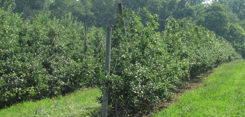 Sustainability - Musselman's